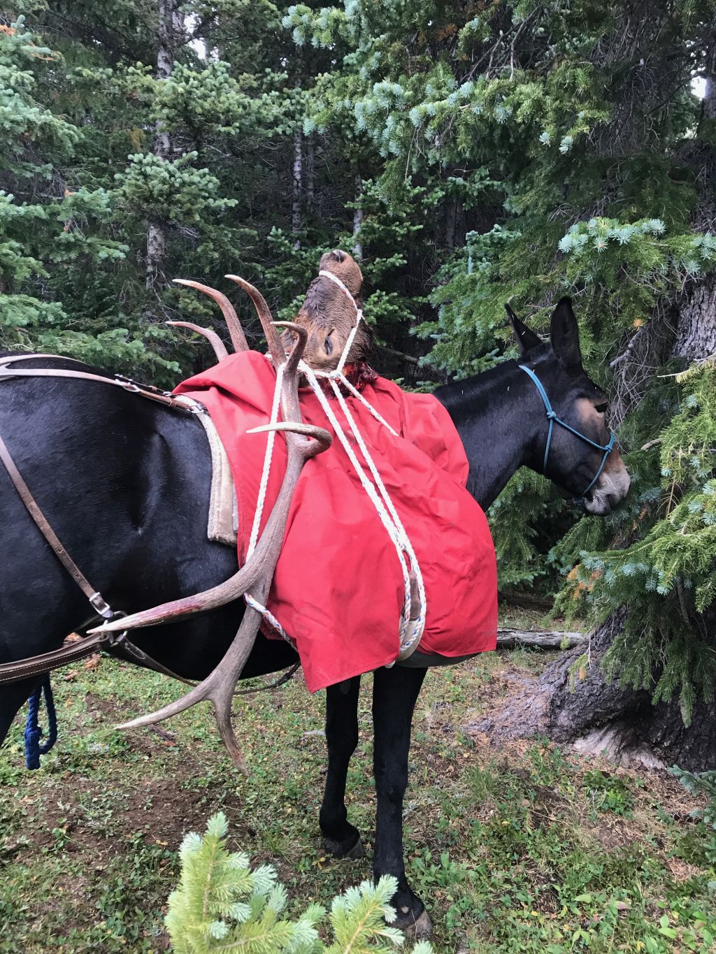 Packing Bull Elk – Colorado Elk and Mule Deer Hunting – Action Adventures