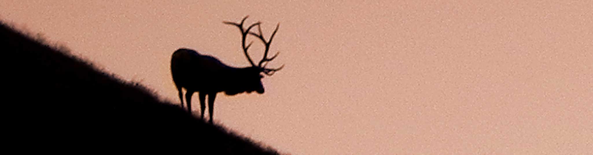 elksunset – Colorado Elk and Mule Deer Hunting – Action Adventures